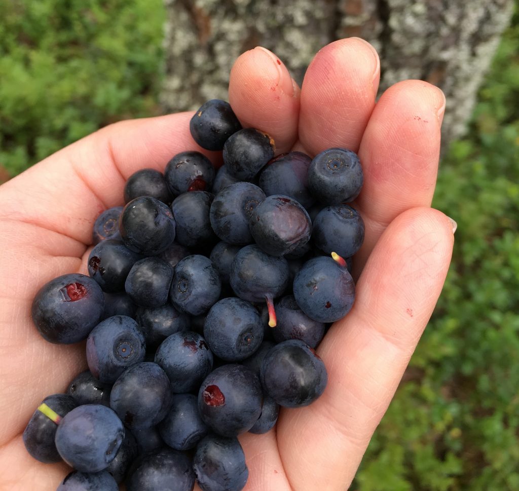 A naturally developed forest is bountiful - Continuous cover structure ...
